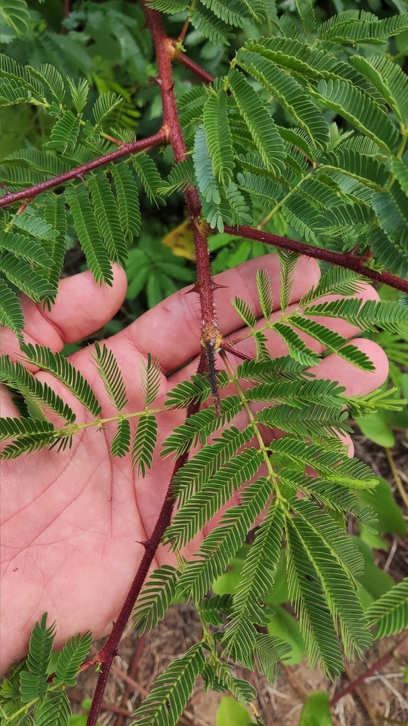 Mimosa tenuiflora from YBY Natureza Condomínio Reserva on January 06 ...