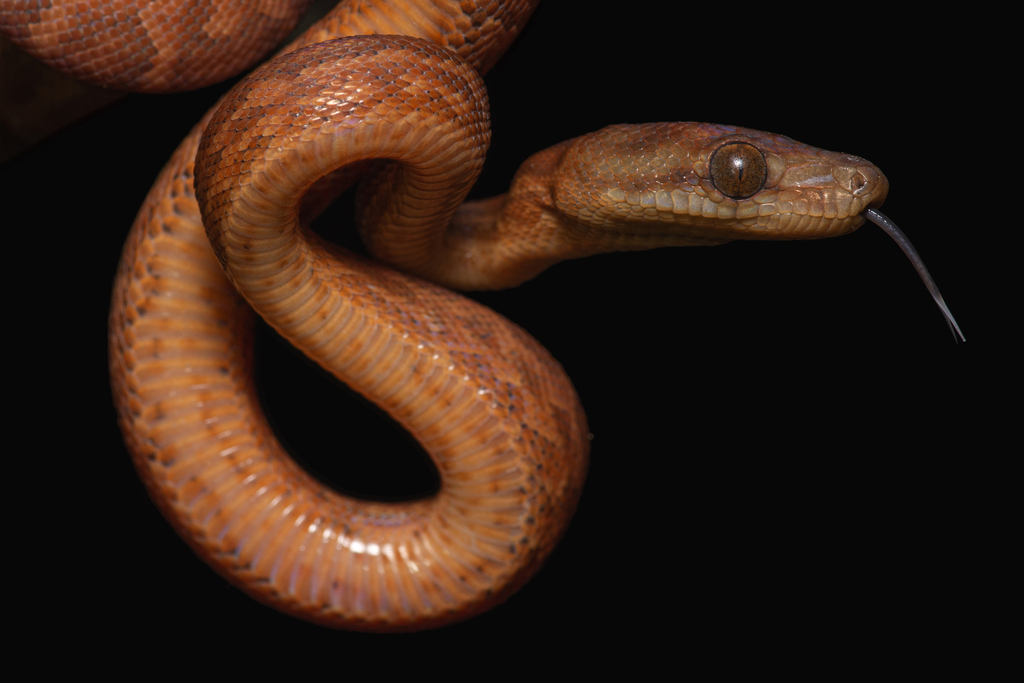 Hispaniolan Boa from 41000 Jarabacoa, Dominican Republic on January 02 ...