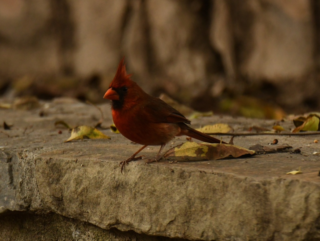 Northern Cardinal from Higueras, N.L., México on January 4, 2025 at 12: ...