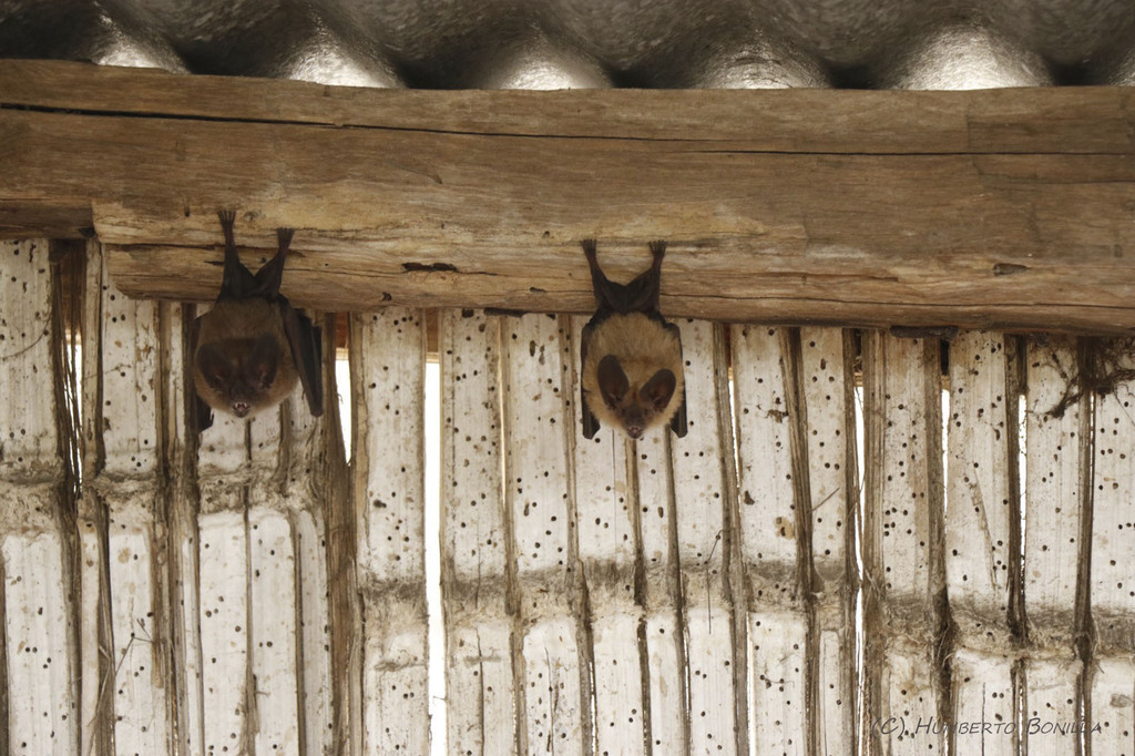 Little Big-eared Bats from Guayaquil, Ecuador on December 26, 2024 at ...