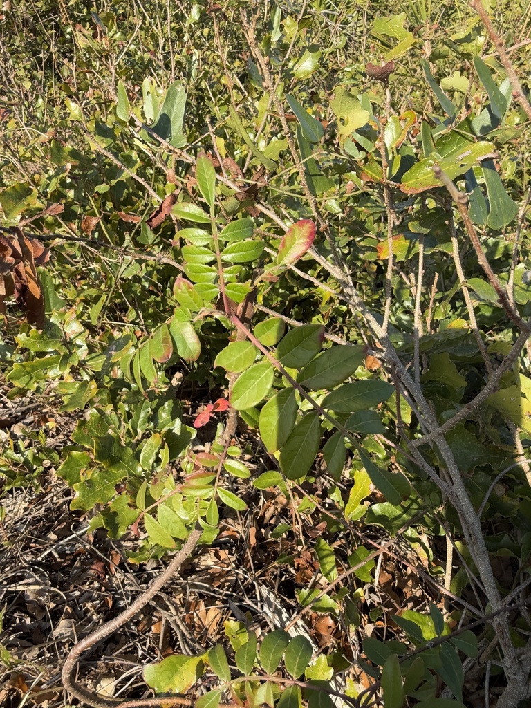shining sumac from Oscar Scherer State Park, Osprey, FL, US on January ...