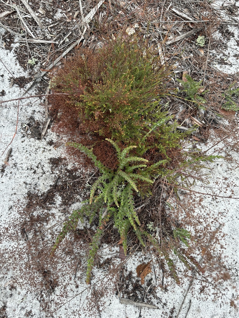 Nodding Pinweed in December 2024 by Matt Berger · iNaturalist