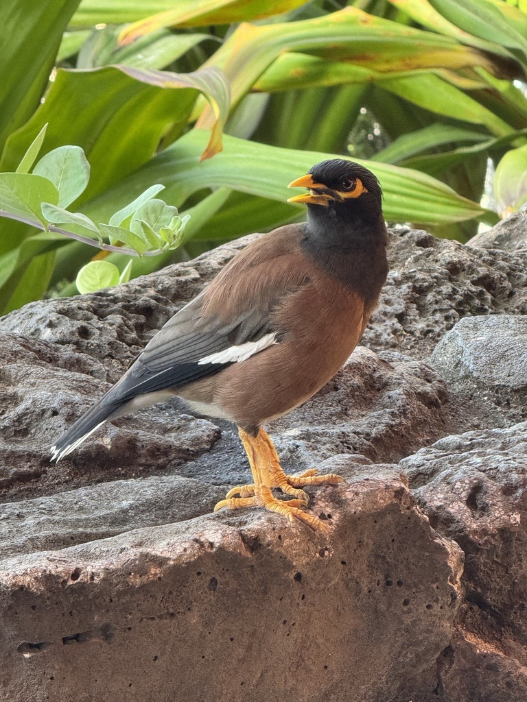 Common Myna from Hilton Hawaiian Village Waikiki Beach Resort, Honolulu ...