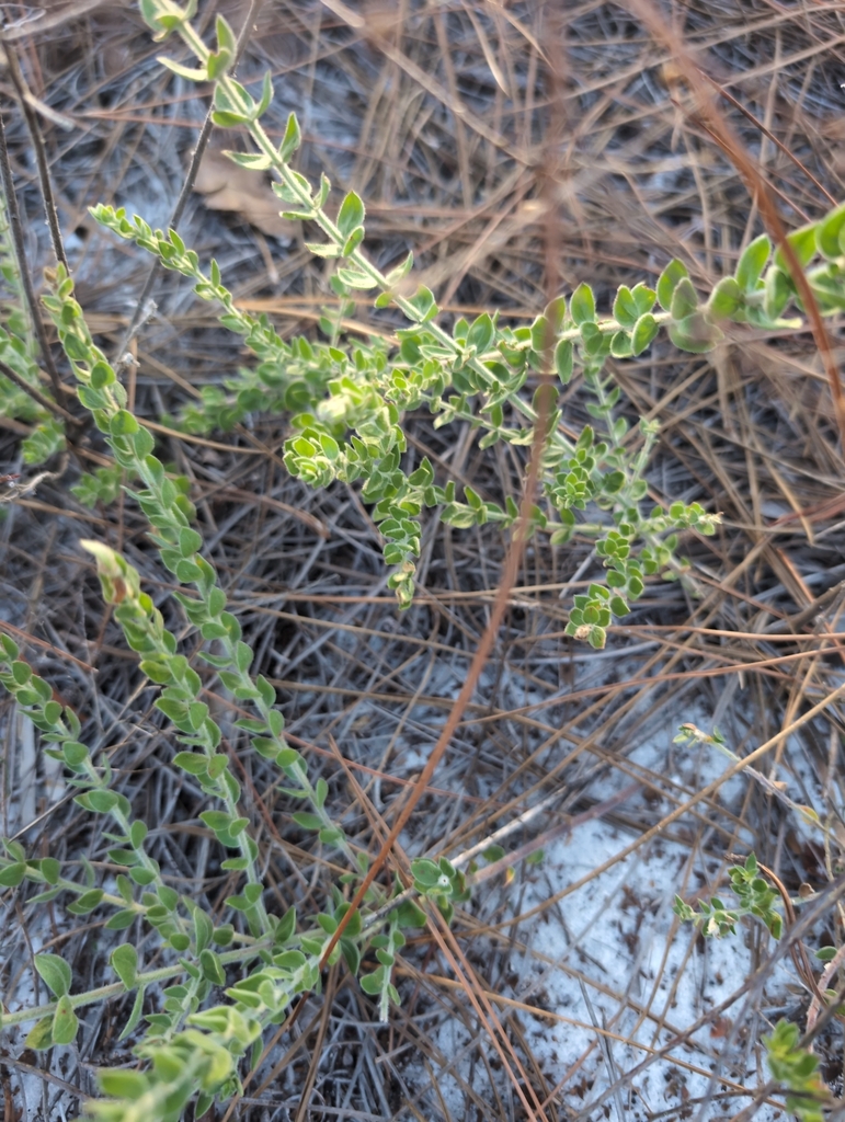 Nodding Pinweed from Hypoluxo, FL 33462, USA on January 6, 2025 at 04: ...
