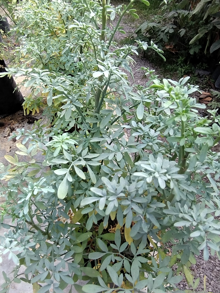 Ruda desde 72815 Puebla, Mexico el 05 de enero de 2025 a las 01:12 PM ...