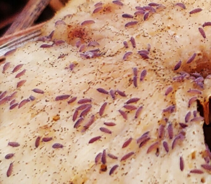 Hypogastrurid Springtails from Dekalb County, GA, USA on January 6 ...