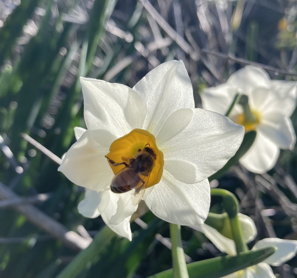Western Honey Bee from Wilder Ranch State Park, Santa Cruz, CA, US on ...
