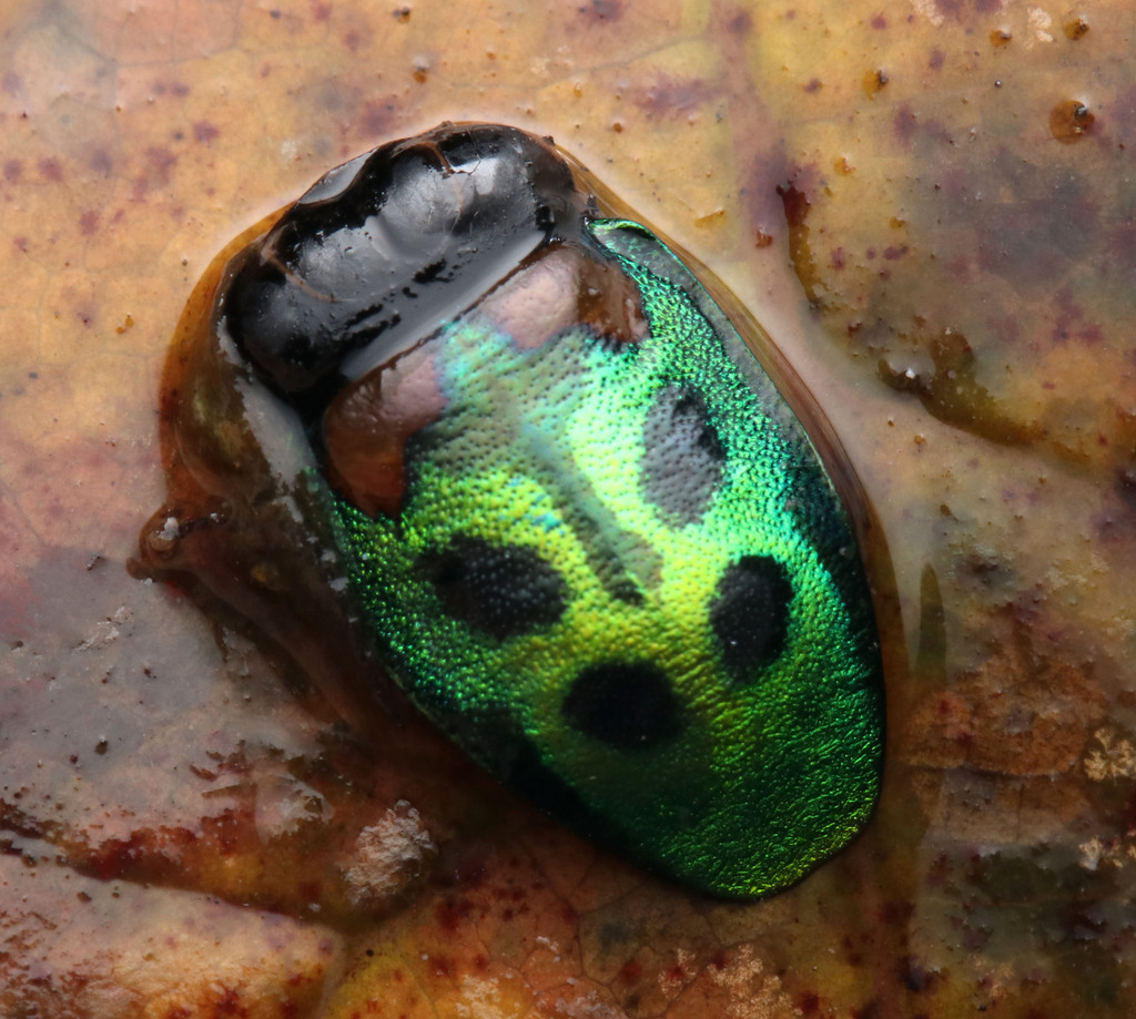 Metallic Shield Bug in December 2024 by juliegraham173 · iNaturalist