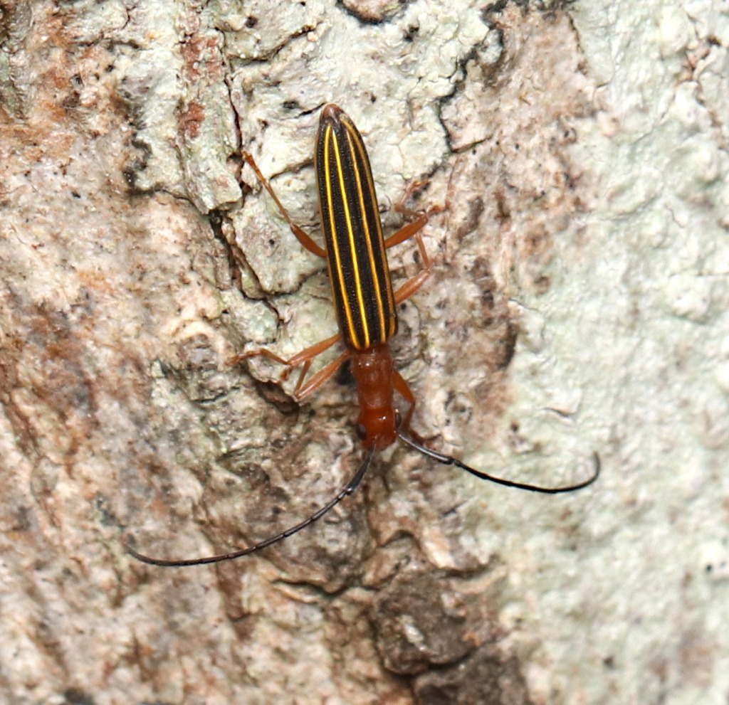 Syllitus microps in December 2024 by juliegraham173 · iNaturalist