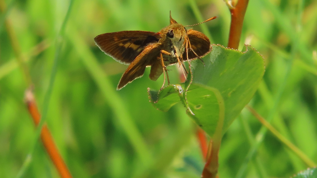Black Dash from Simcoe County, ON, Canada on July 26, 2019 at 12:36 PM ...