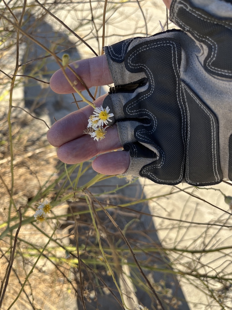 Spiny Aster from Anza-Borrego Desert State Park, Borrego Springs, CA ...