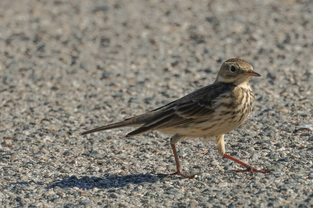 American Pipit from Westchester Park, 9045 Lincoln Blvd, Los Angeles ...