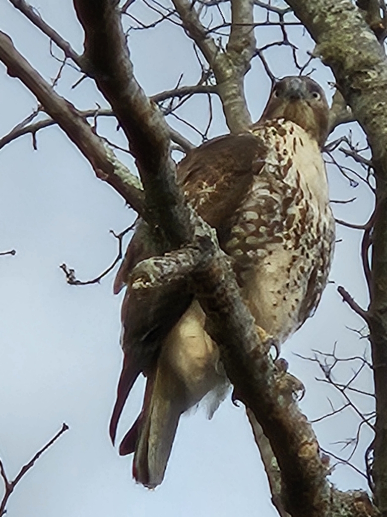 Red-tailed Hawk from Mystic, Stonington, CT, USA on January 2, 2025 at ...