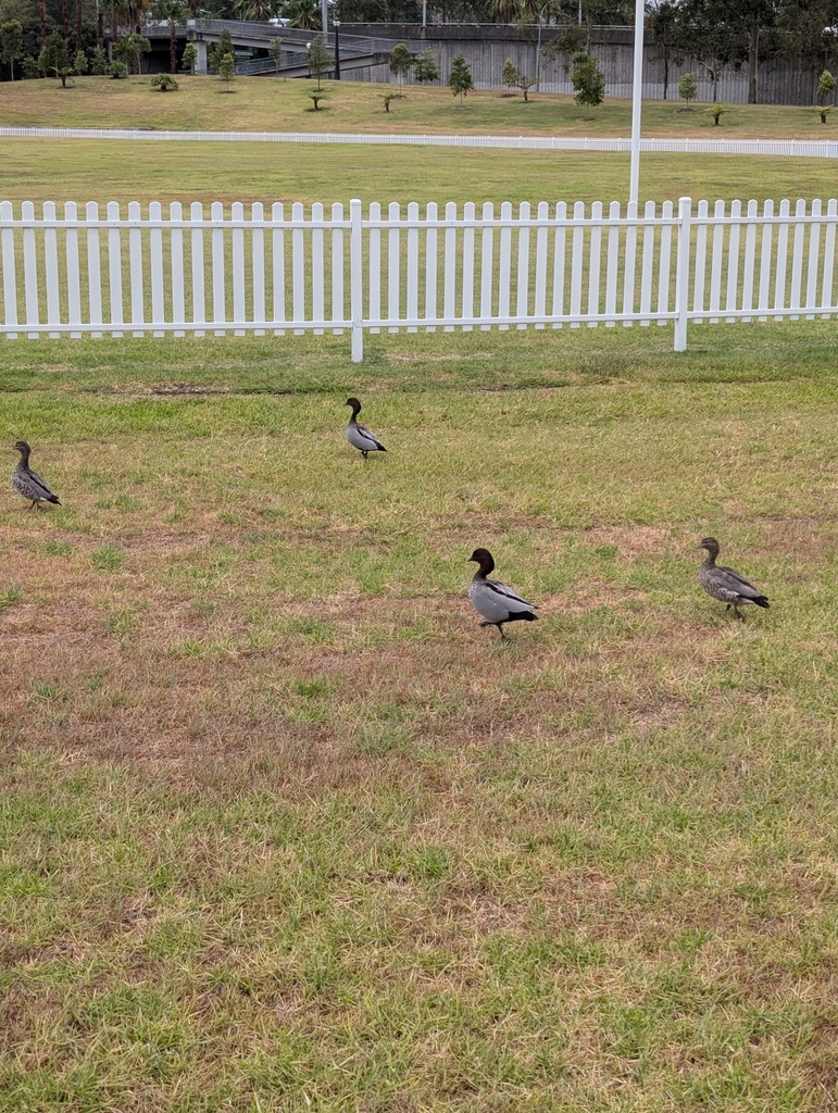 Australian Wood Duck from EDa, Parramatta NSW 2116, Australia on ...