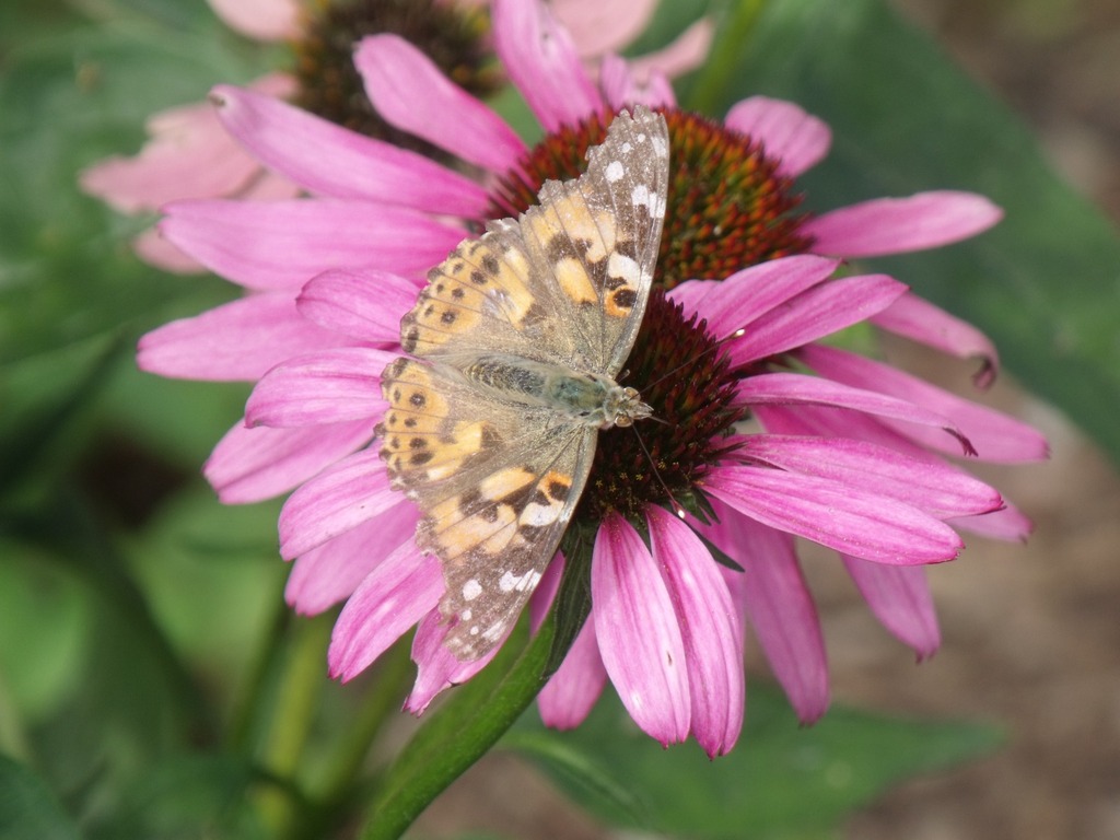 Painted Lady from Bronx, NY, USA on September 9, 2012 at 11:50 AM by ...