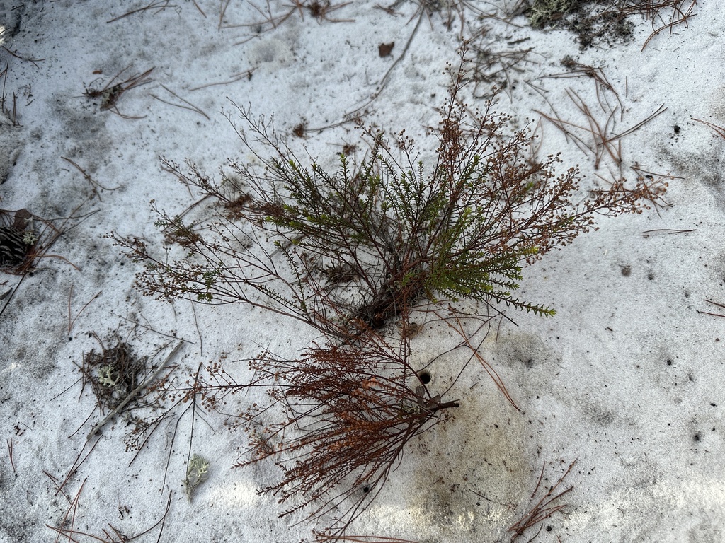 Deckert's pinweed in December 2024 by Matt Berger · iNaturalist