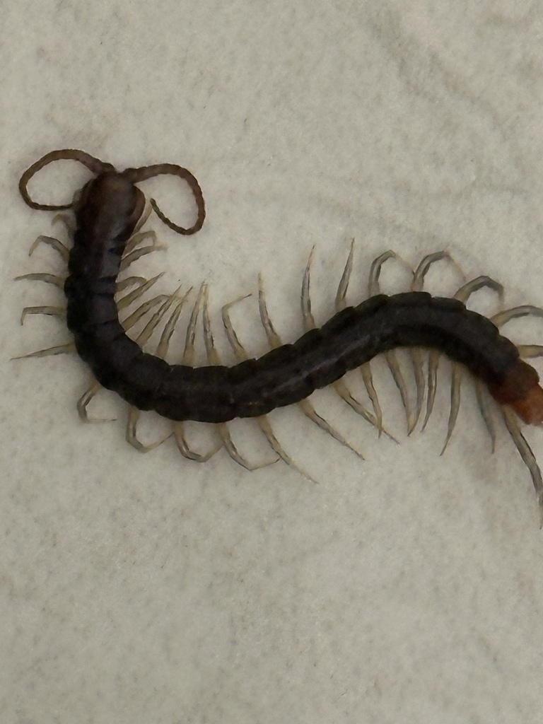 Minor Blueleg Centipede from Ridgeland Dr, Cutler Bay, FL, US on ...