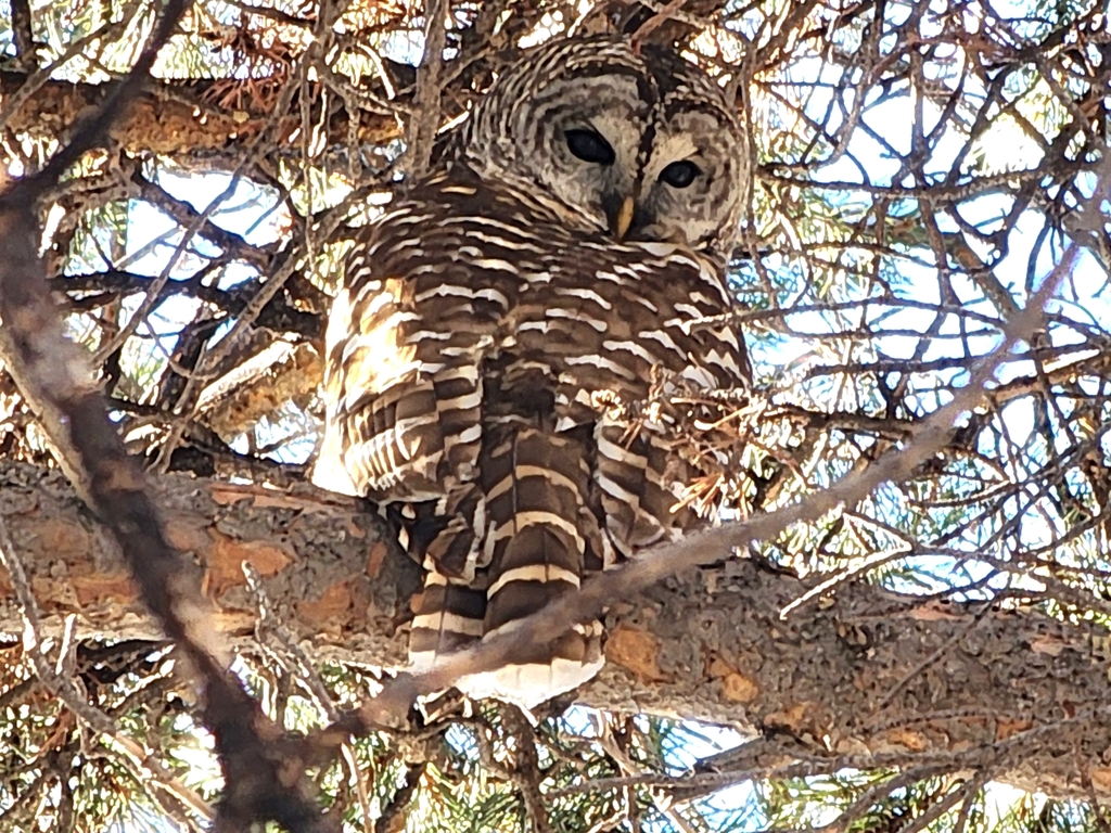 Barred Owl from South Lake Tahoe, CA 96150, USA on January 5, 2025 at ...