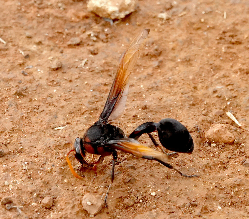 Delta pyriforme circinale from Triadic Cres, Christmas Island 6798 ...