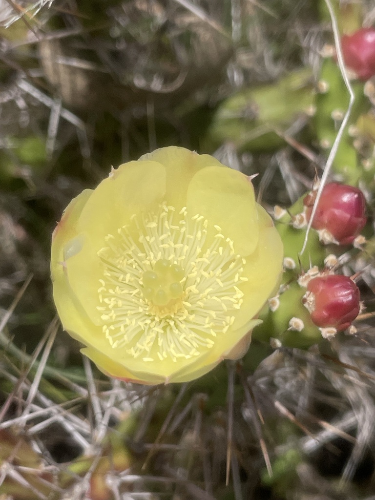 Tiger Pear from Sundown National Park, Sundown, QLD, AU on December 30 ...