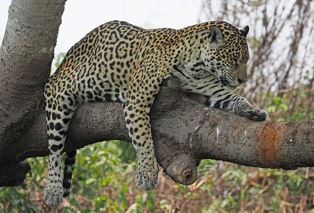 Jaguar in October 2024 by Judy Gallagher · iNaturalist