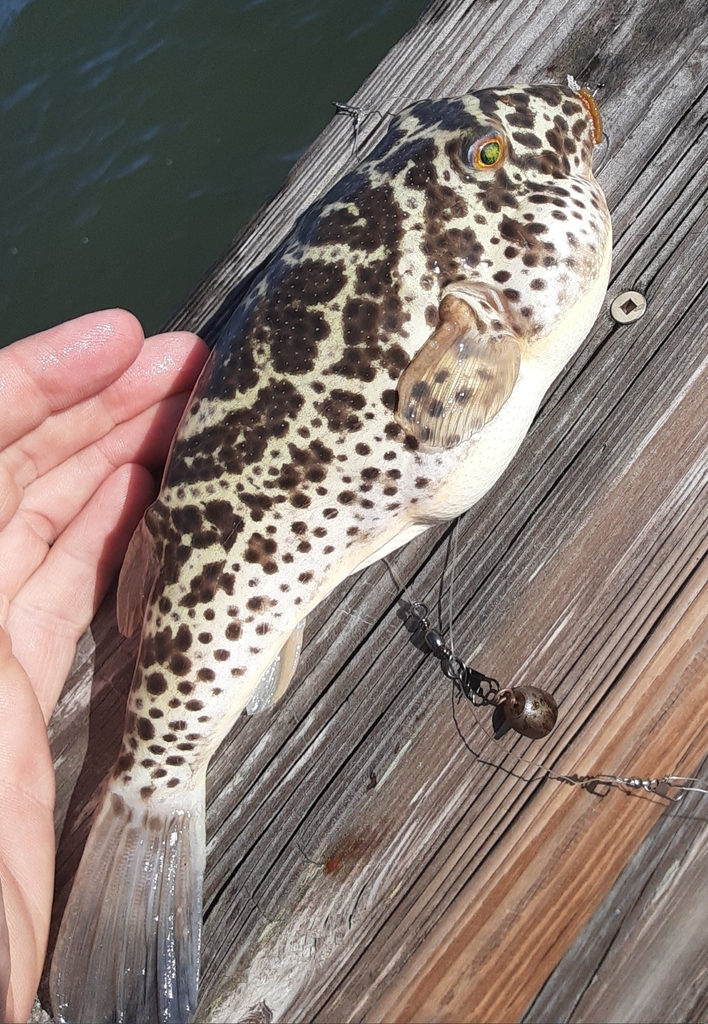 Checkered Puffer from Sebastian, FL, USA on January 01, 2025 at 02:05 ...