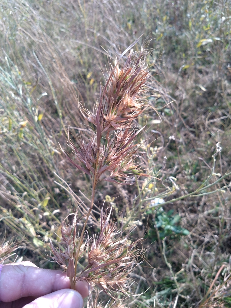 Grader Grass from 638台灣雲林縣麥寮鄉 on January 7, 2025 at 08:59 AM by ...