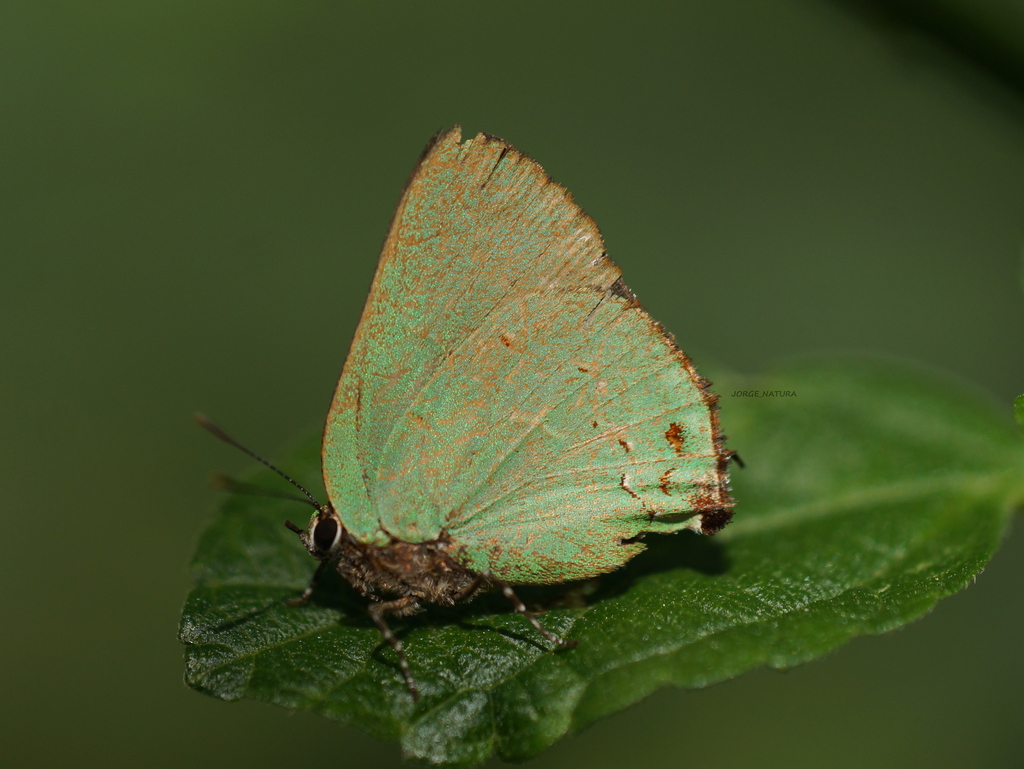 Amyntor Greenstreak from Córdoba, Ver., México on December 14, 2024 at ...