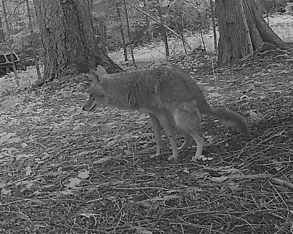 Coyote from Central Kootenay, BC, Canada on June 3, 2024 at 08:56 PM by ...