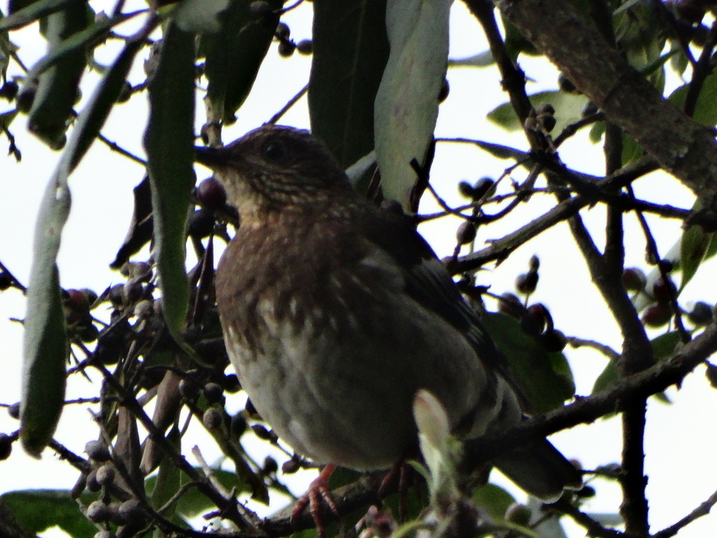 Aztec Thrush from Volcán La Cima I, Cdad. de México - Cuernavaca 788 ...