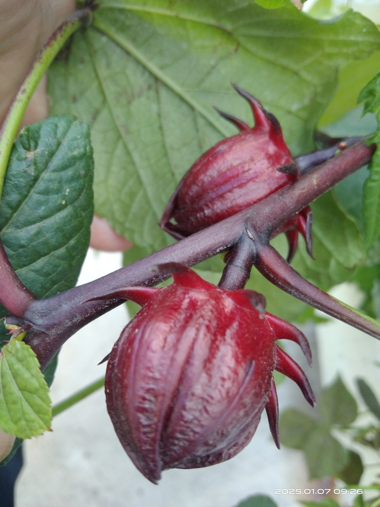 Roselle from Kaohsiung, TW-KH, TW on January 07, 2025 at 09:26 AM by ...