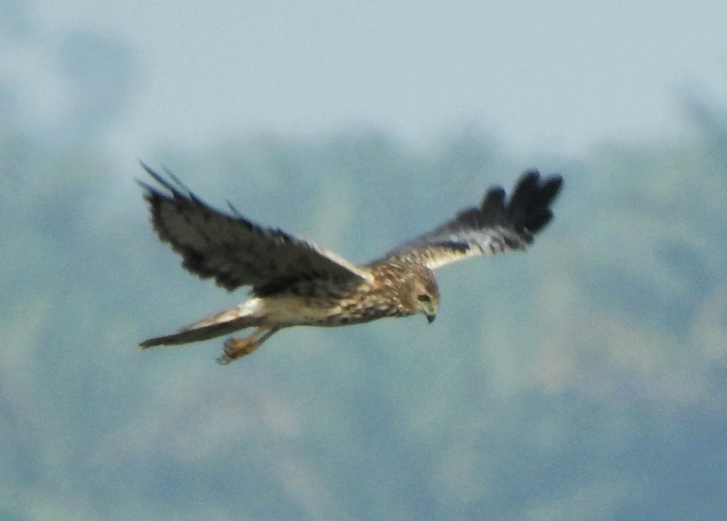 Pied Harrier from Chui Chak, 36700 Langkap, Perak, Malaysia on December ...