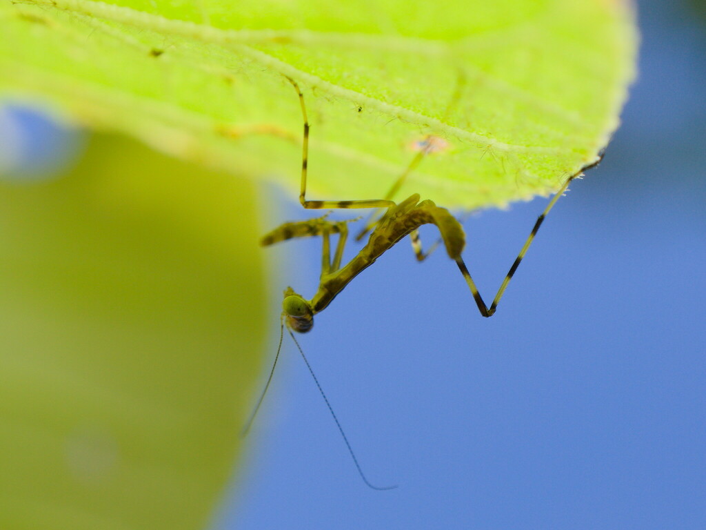 Giant Asian Mantis from Camiguin, Philippines on December 29, 2024 by ...