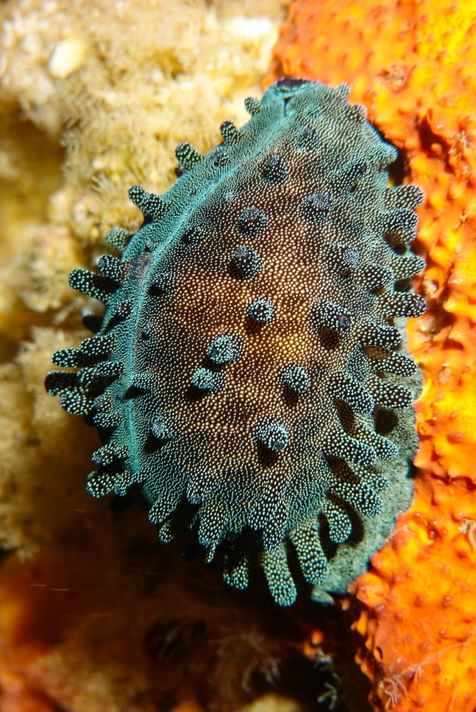 Mole Cowrie from Fish Rock Cave on January 5, 2025 at 11:46 AM by ...