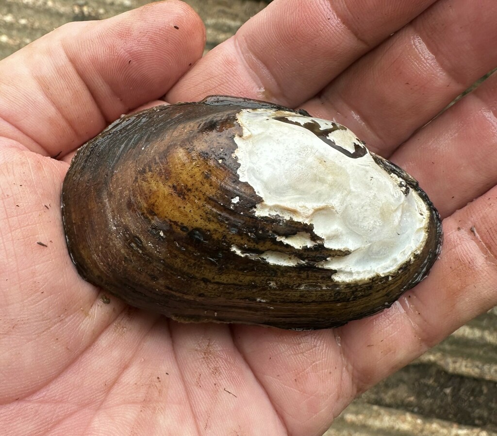 Rough Fatmucket from Conecuh River, St. Hwy 41, Escambia County, AL ...