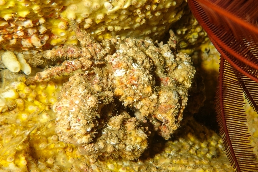 Decapods from Fish Rock Cave on January 5, 2025 at 11:30 AM by carissr ...
