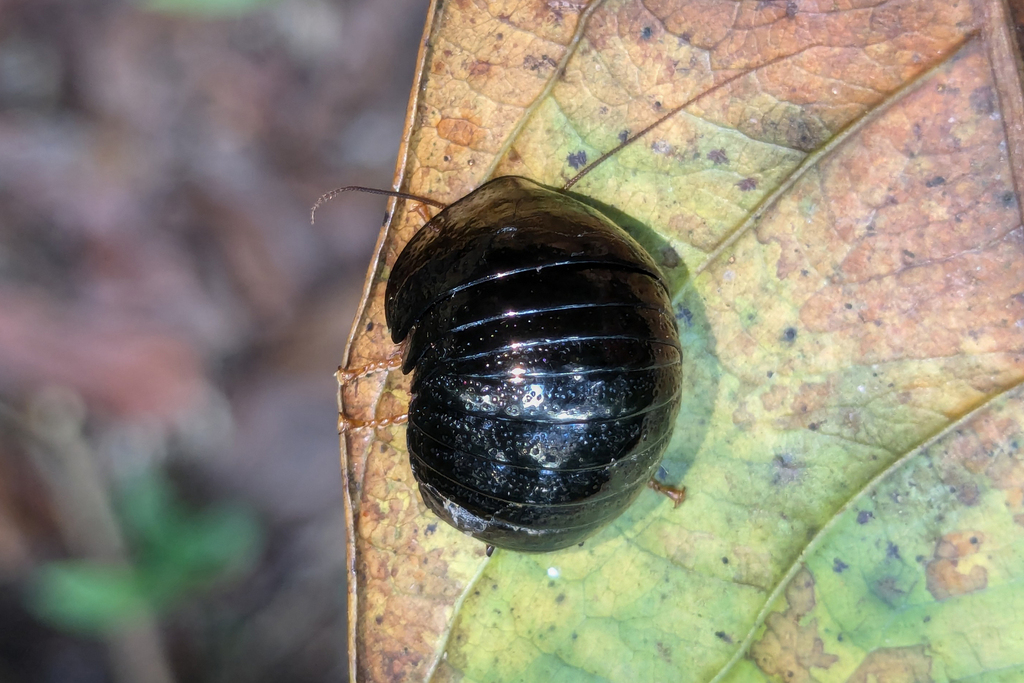 Pill Cockroaches from Malagufuk, Sorong Regency, West Papua, Indonesia ...