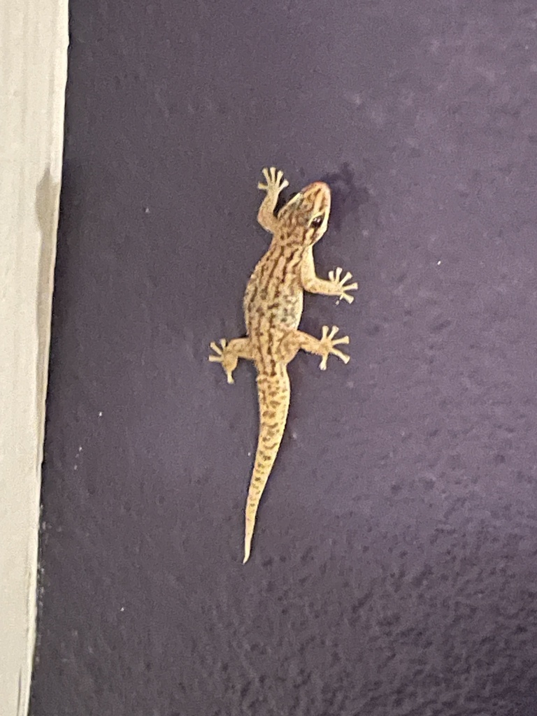 Dutch Leaf-toed Gecko in January 2025 by tree__fr0g · iNaturalist