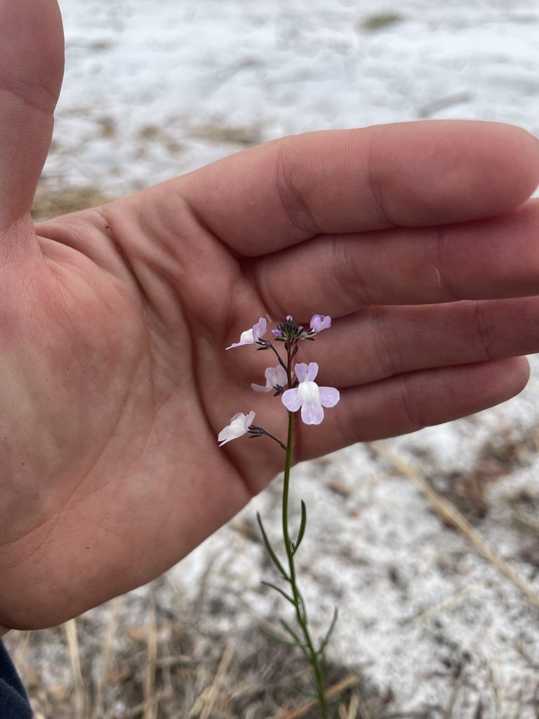 Florida toadflax from Wekiwa Springs State Park, Apopka, FL, US on ...