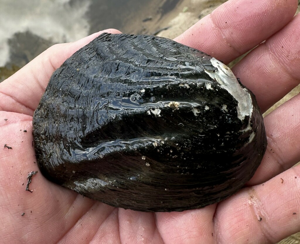 Three-ridge Mussel from Conecuh River, St. Hwy 41, Escambia County, AL ...