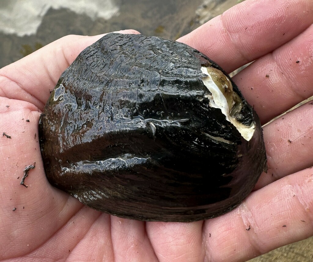 Three-ridge Mussel from Conecuh River, St. Hwy 41, Escambia County, AL ...