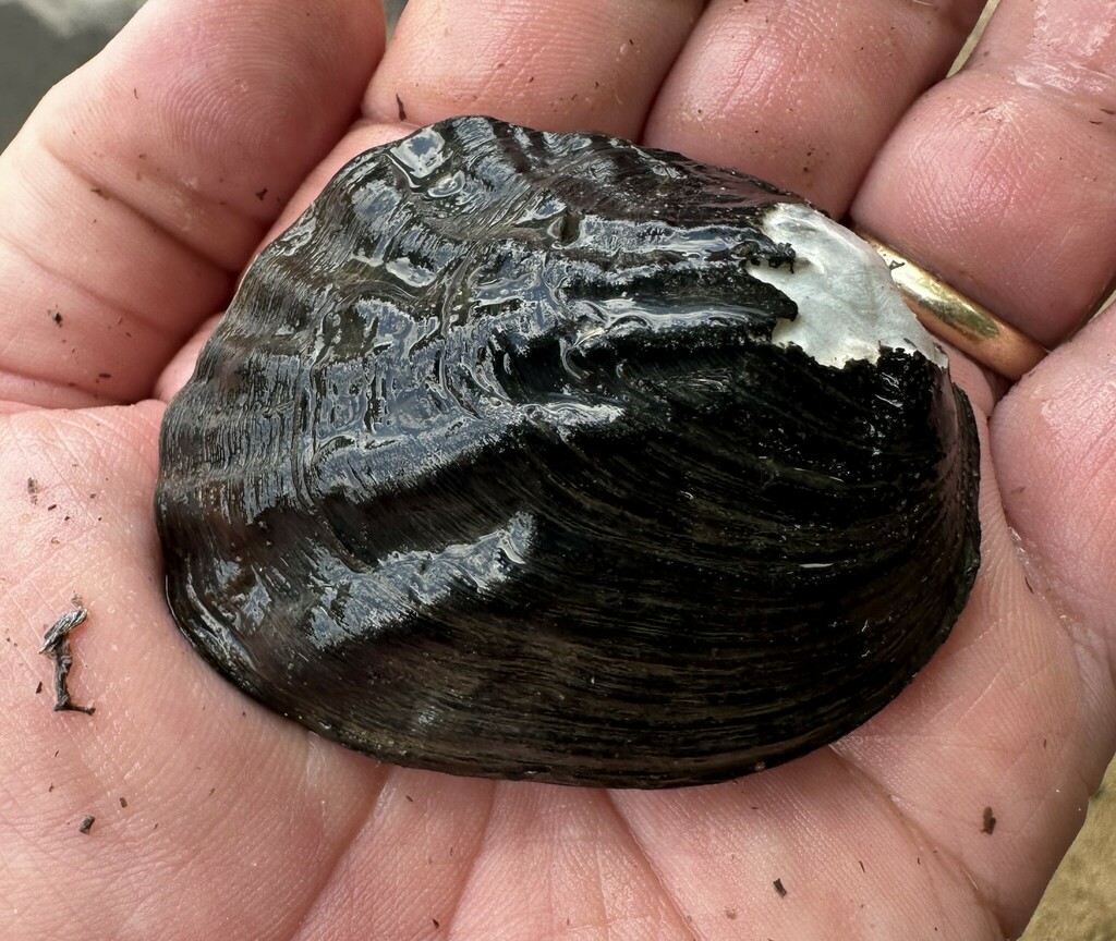 Three-ridge Mussel from Conecuh River, St. Hwy 41, Escambia County, AL ...