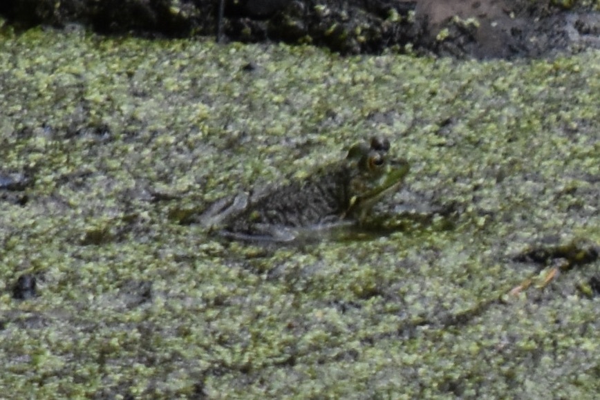 American Bullfrog from Nags Head Woods Preserve., 701 Ocean Acres Dr ...