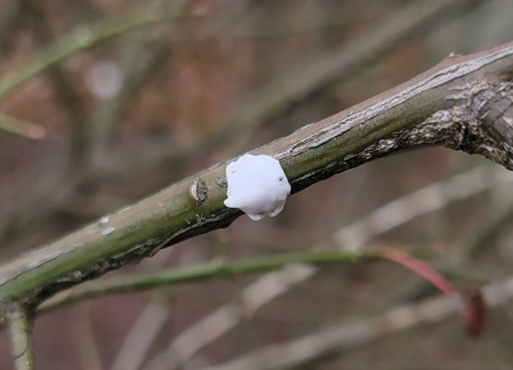 Indian Wax Scale from Glen Burnie, MD, USA on January 05, 2025 at 02:07 ...