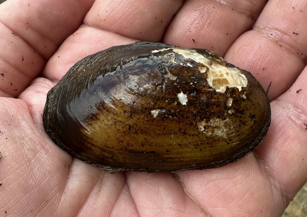 Rough Fatmucket from Conecuh River, St. Hwy 41, Escambia County, AL ...