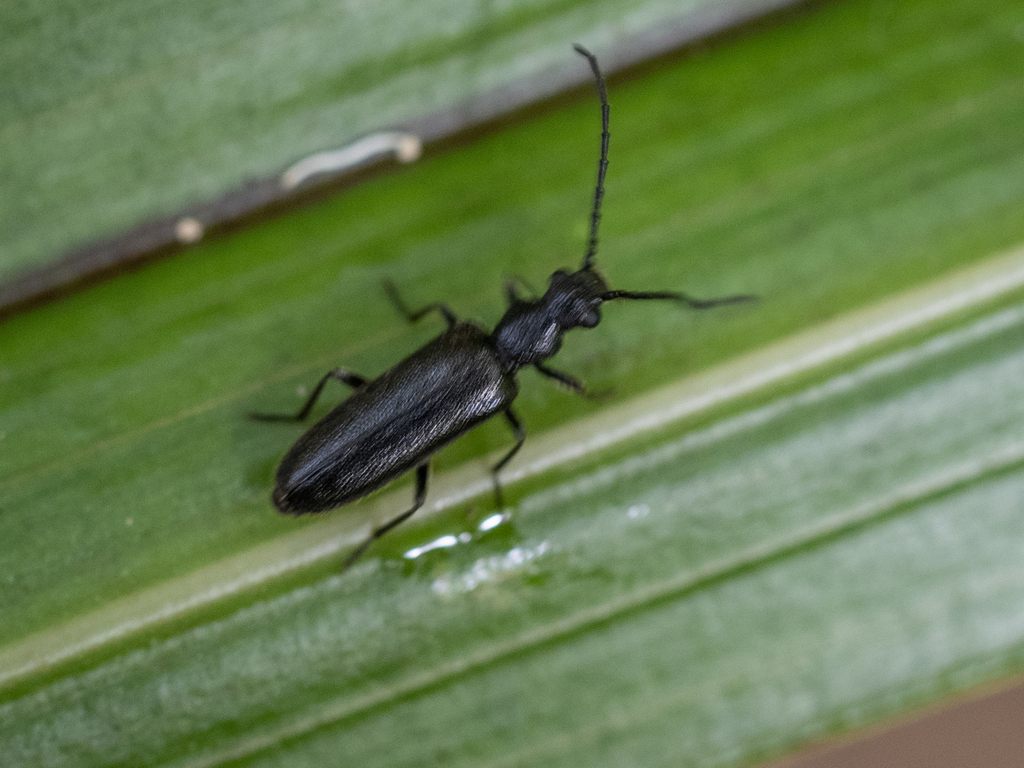Soft-winged Flower Beetles from Hillgrove 9482, New Zealand on January ...