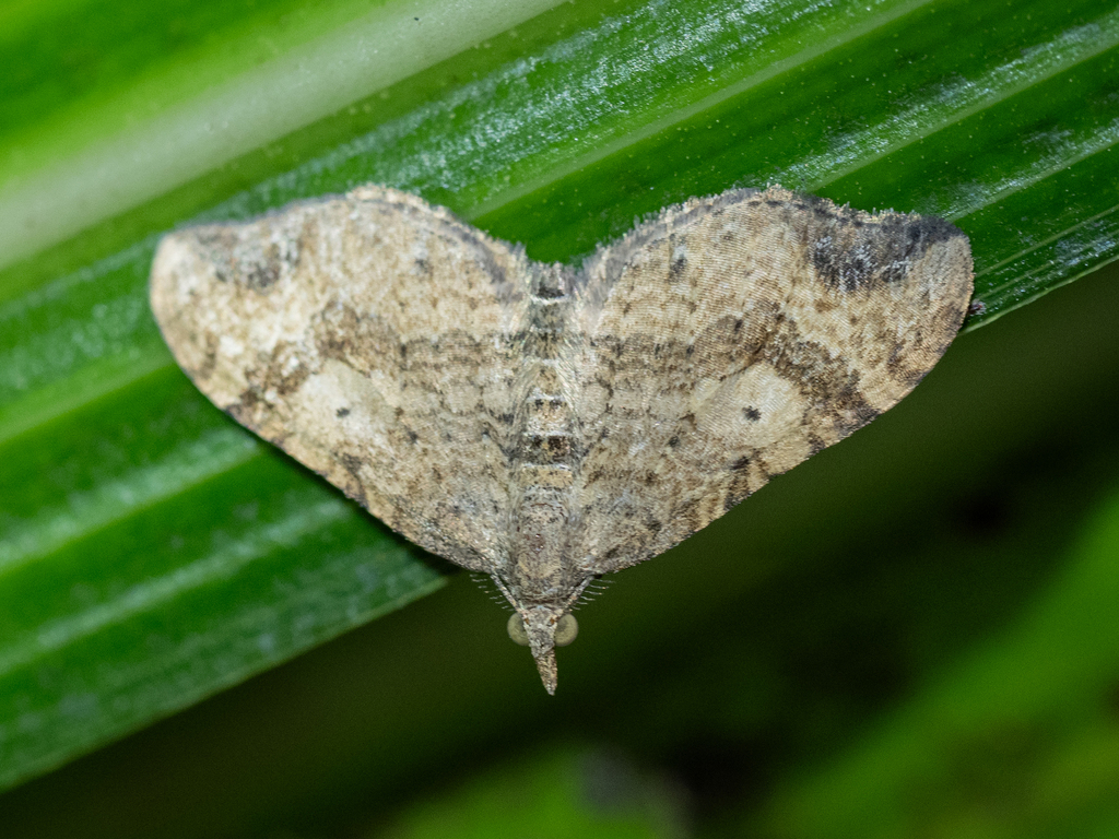 Small hooked-tip looper moth from Hillgrove 9482, New Zealand on ...