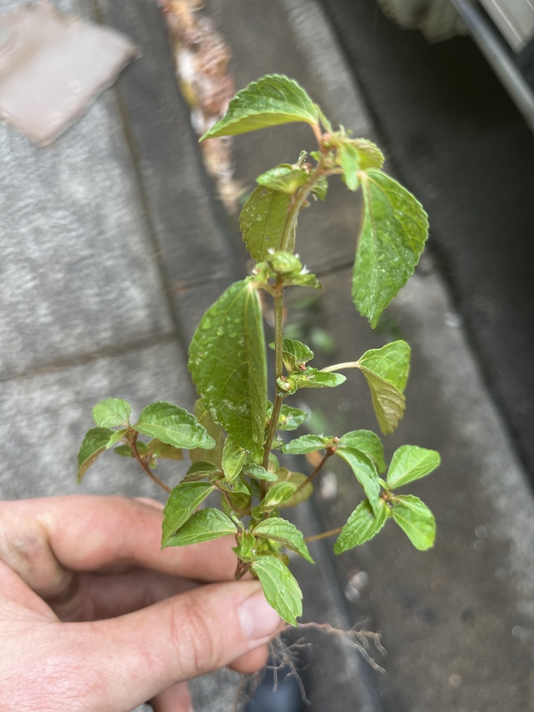 Asian Copperleaf from Gas Works Rd, Wollstonecraft, NSW, AU on January ...