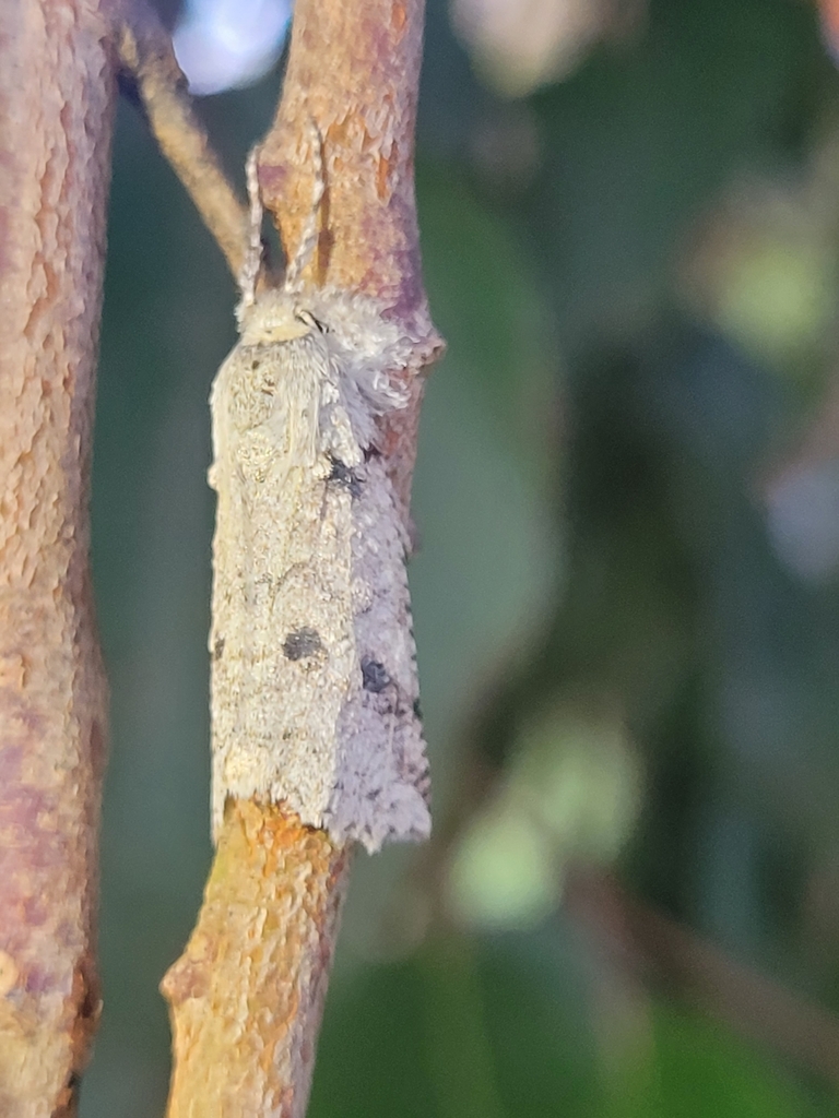 Forest Semilooper from Stewart Island / Rakiura 9818, New Zealand on ...