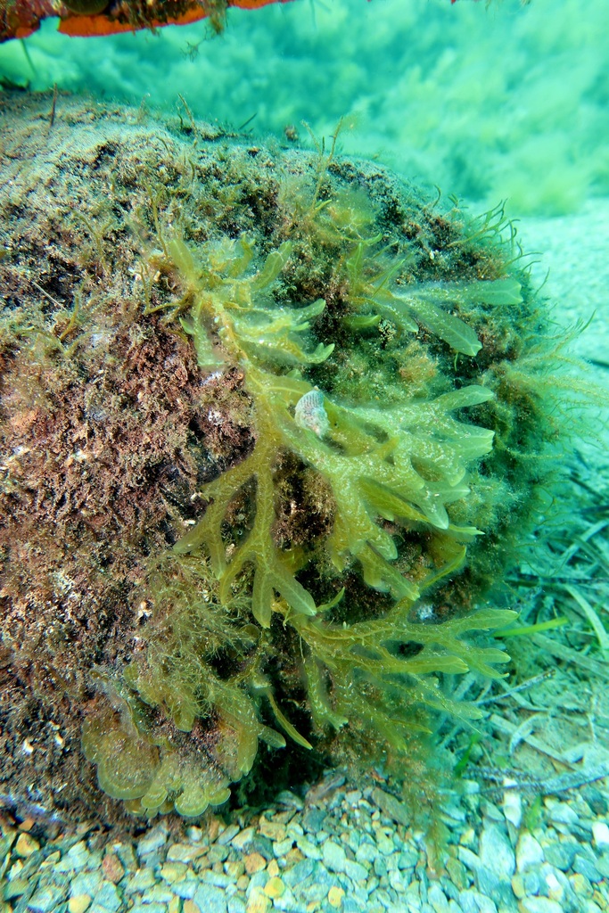 Dictyopteris australis from Rapid Bay jetty on January 5, 2025 at 10:31 ...